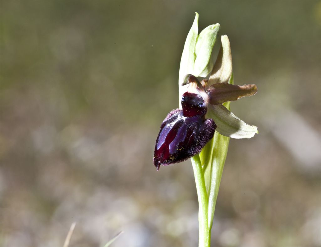 Ophrys murgiana , Natura Mediterraneo | Forum Naturalistico