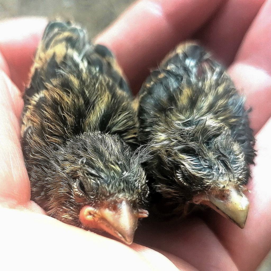 Identificazione pulcini , Natura Mediterraneo | Forum Naturalistico