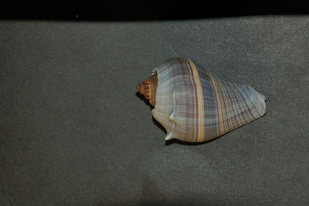 id gasteropode , Natura Mediterraneo | Forum Naturalistico