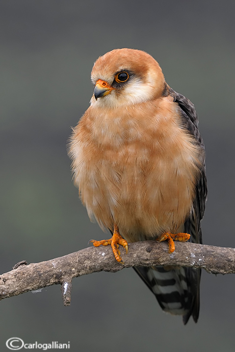 Falco cuculo , Natura Mediterraneo | Forum Naturalistico