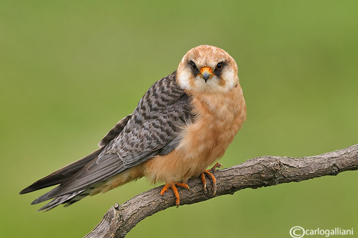 Falco cuculo , Natura Mediterraneo | Forum Naturalistico