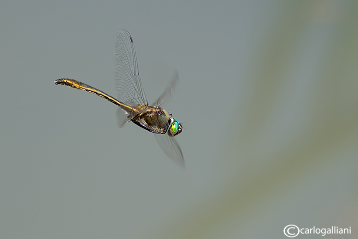 Insetti in volo 2013 , Natura Mediterraneo | Forum Naturalistico