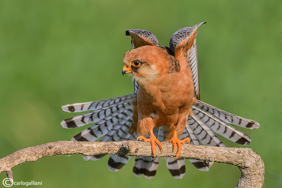 Falco cuculo , Natura Mediterraneo | Forum Naturalistico