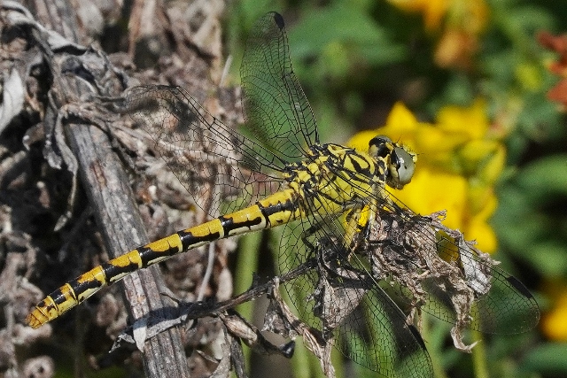 Onychogomphus forcipatus ? , Natura Mediterraneo | Forum Naturalistico Onychogomphus forcipatus ? , Natura Mediterraneo | Forum Naturalistico