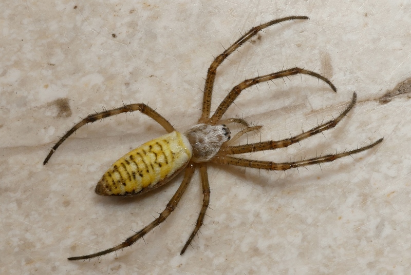 Ragno giallo da identificare , Natura Mediterraneo | Forum Naturalistico