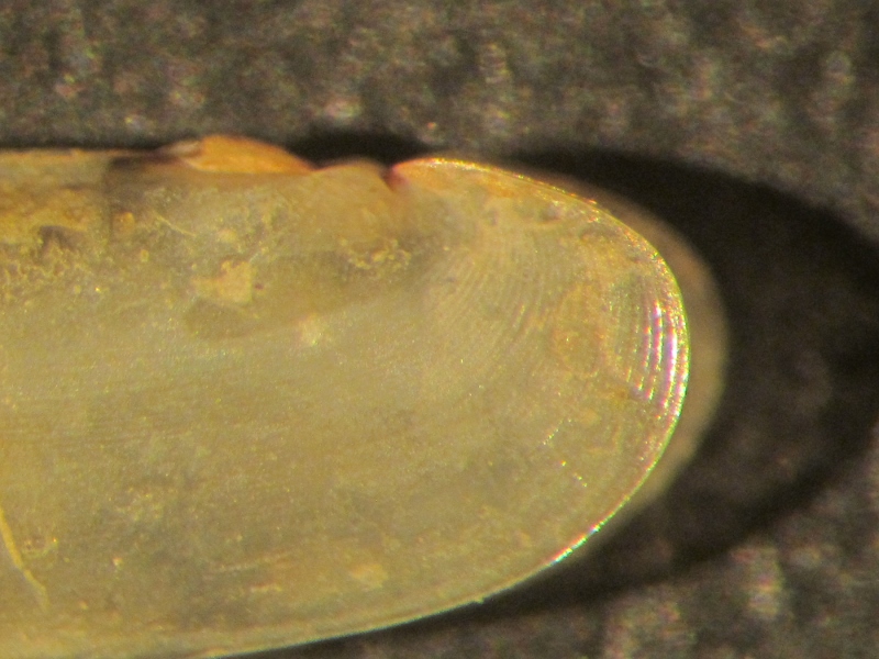 Phaxas adriaticus , Natura Mediterraneo | Forum Naturalistico