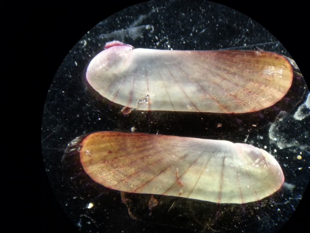 Solemya togata and Phaxas cf adriaticus , Natura Mediterraneo | Forum ...