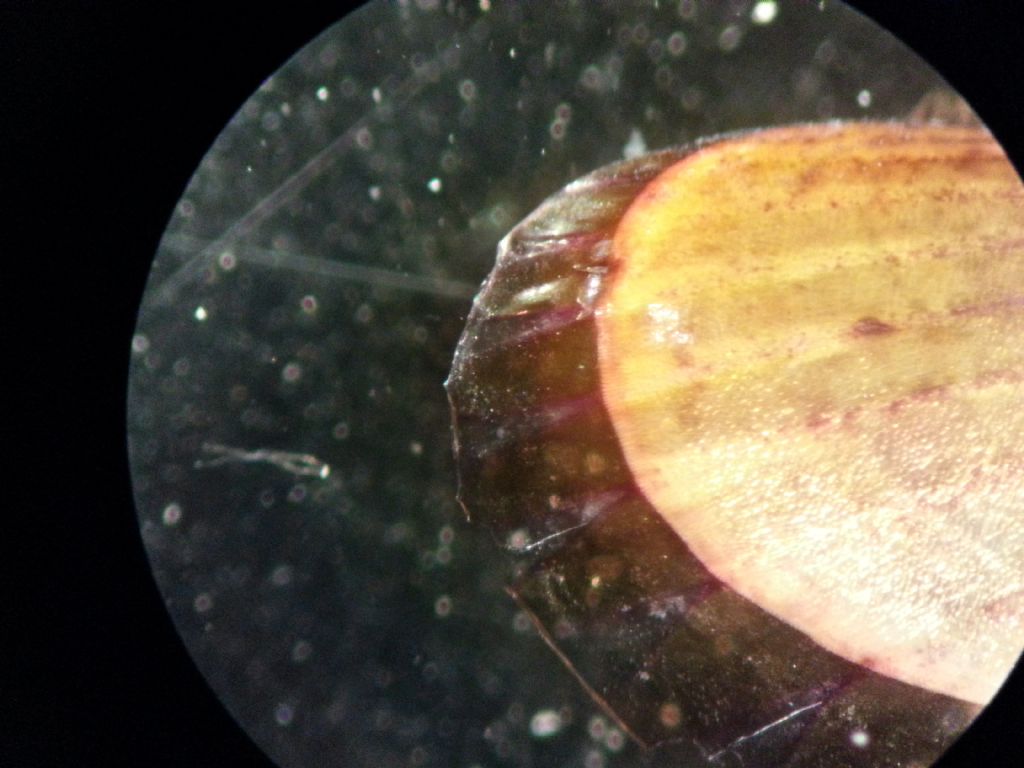 Solemya togata and Phaxas cf adriaticus , Natura Mediterraneo | Forum Naturalistico