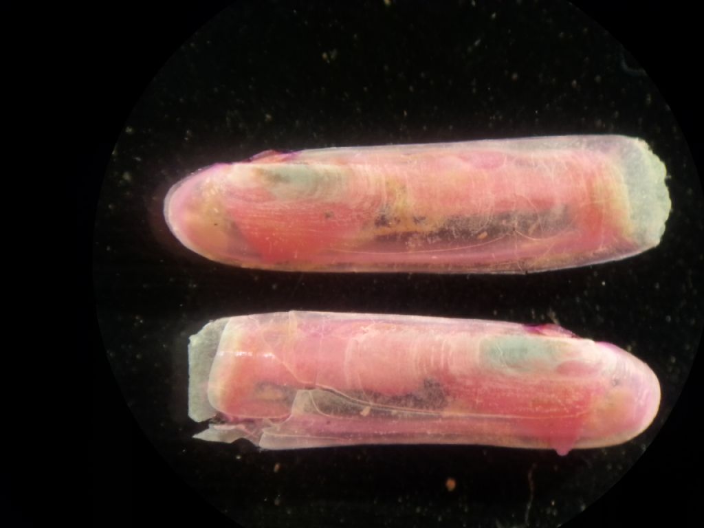 Solemya togata and Phaxas cf adriaticus , Natura Mediterraneo | Forum Naturalistico