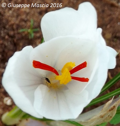 Crocus thomasii - albino - , Natura Mediterraneo | Forum Naturalistico