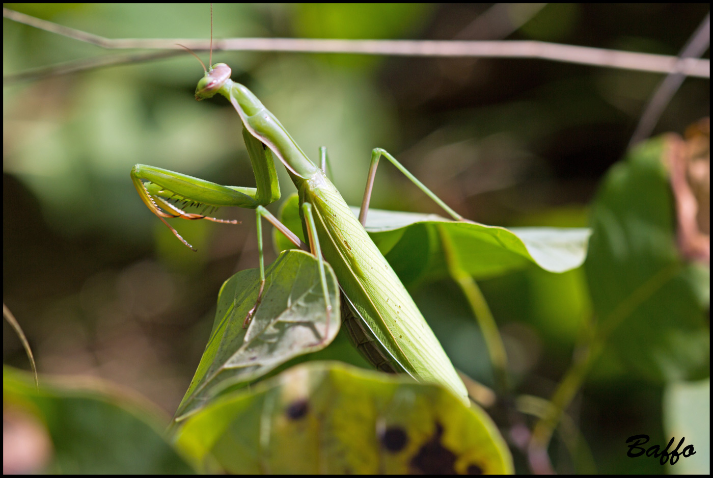 Iris oratoria? , Natura Mediterraneo | Forum Naturalistico