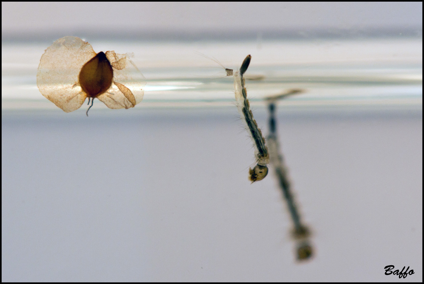 Larve di zanzara , Natura Mediterraneo | Forum Naturalistico
