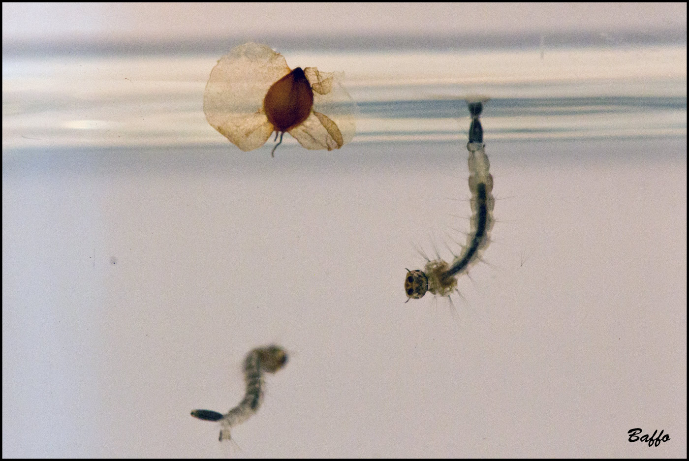 Larve di zanzara , Natura Mediterraneo | Forum Naturalistico