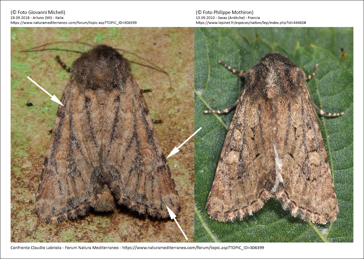 Noctuidae: Luperina testacea , Natura Mediterraneo | Forum Naturalistico