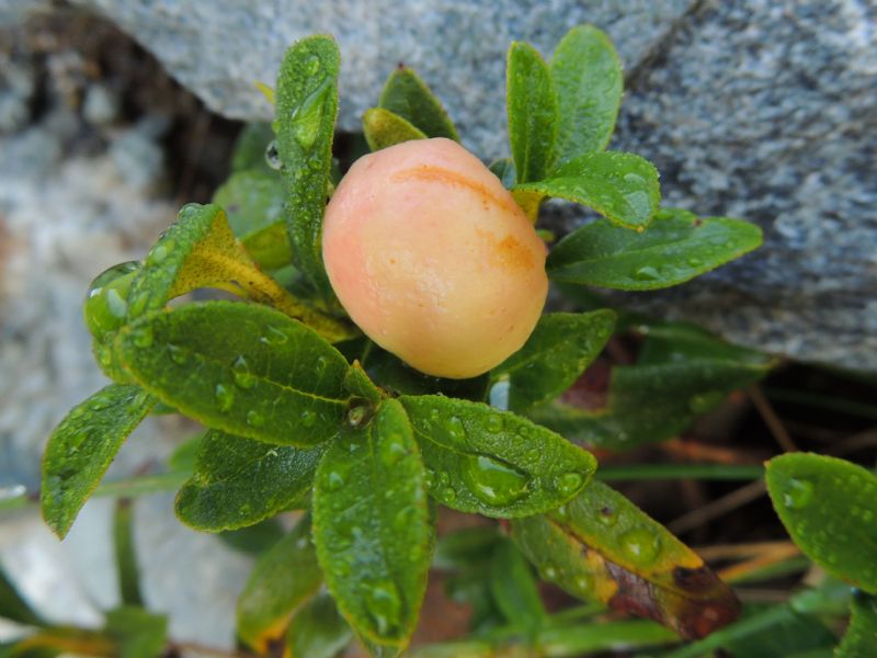 Rhododendron con fungo: Exobasidium rhododendri , Natura Mediterraneo ...