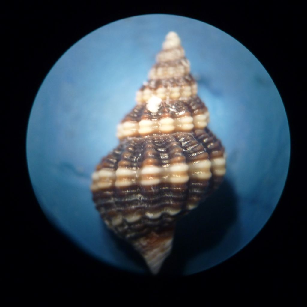 Fusinus? , Natura Mediterraneo | Forum Naturalistico