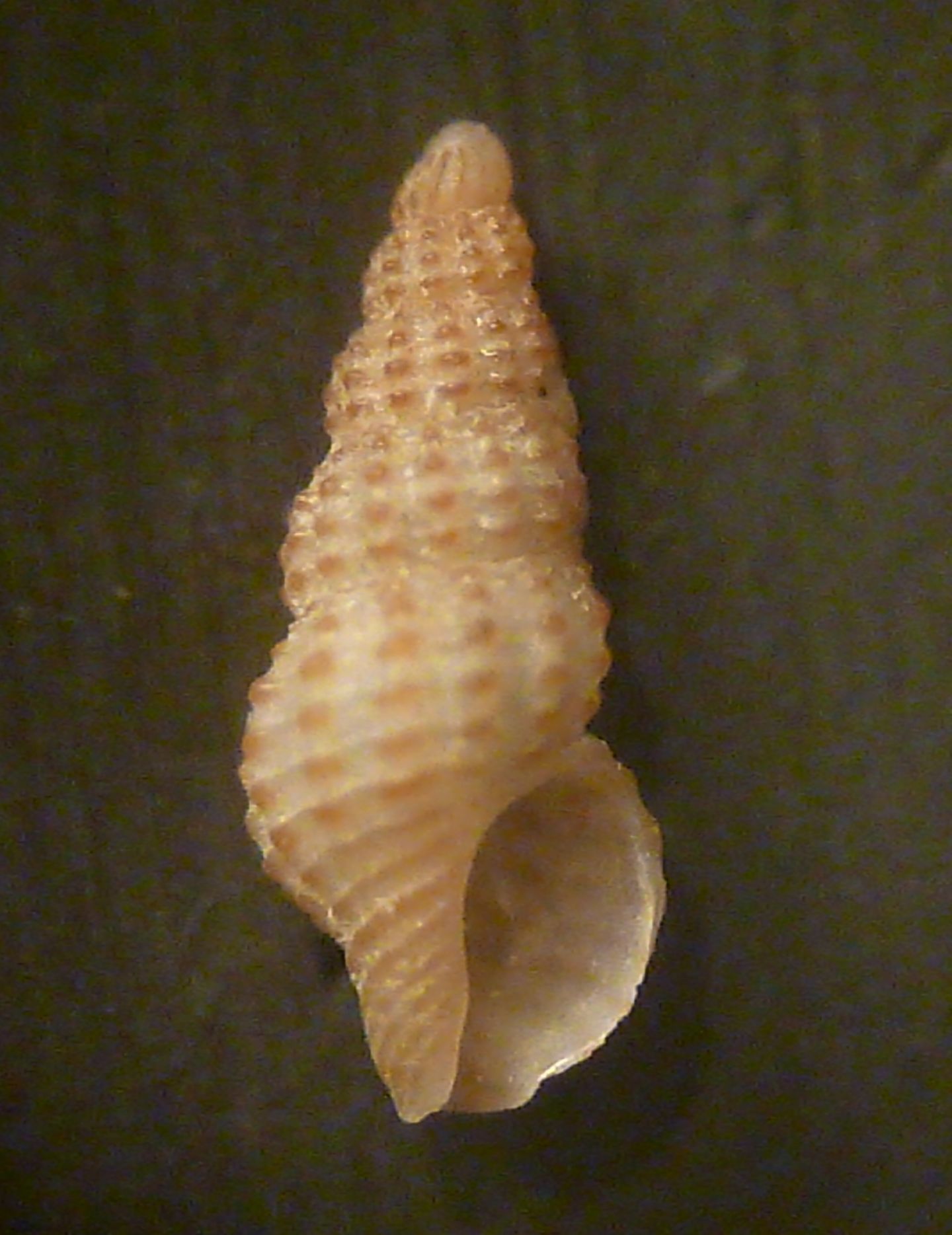 Chauvetia n. 2 , Natura Mediterraneo | Forum Naturalistico