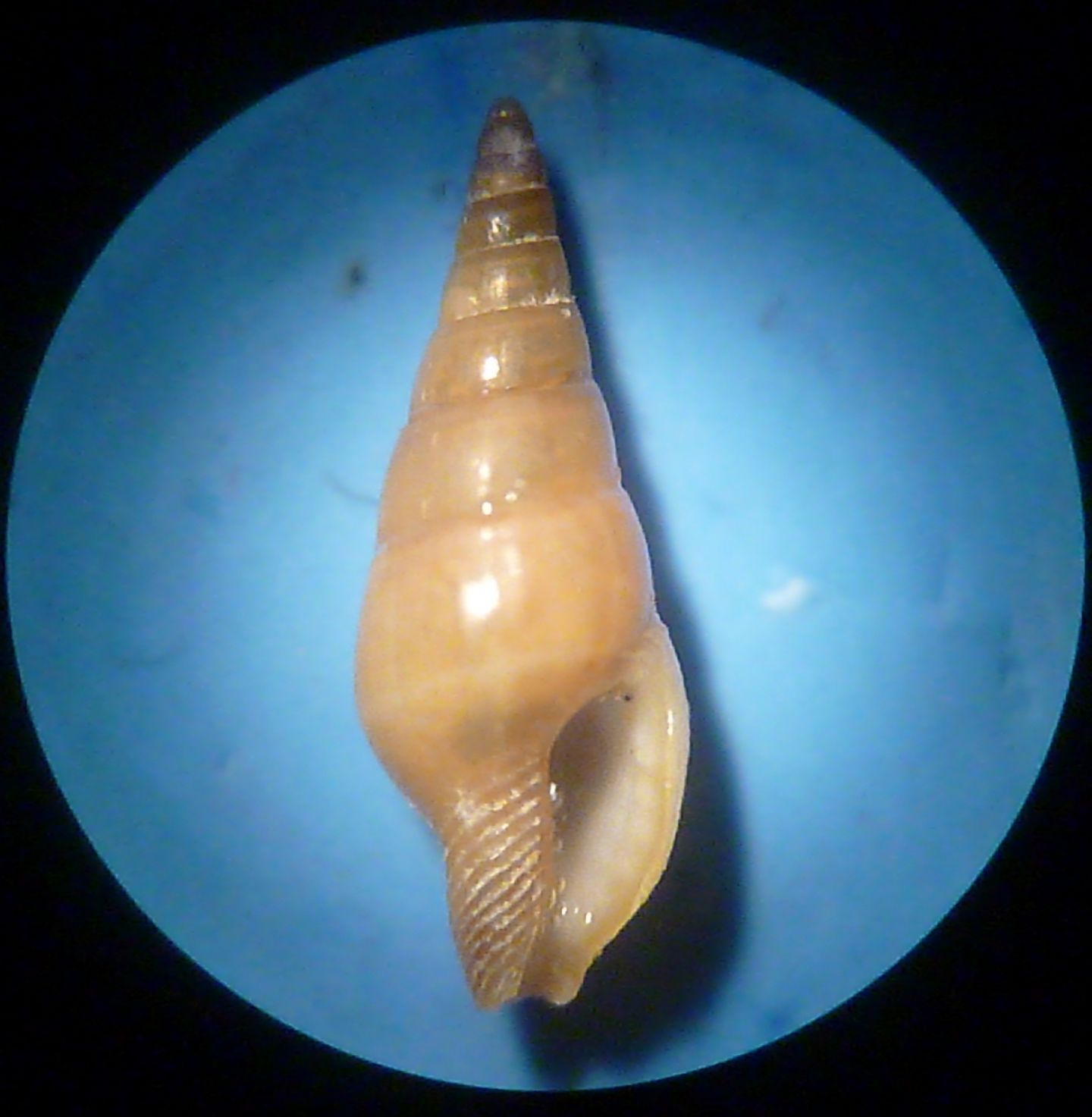 Mitrella minor? , Natura Mediterraneo | Forum Naturalistico