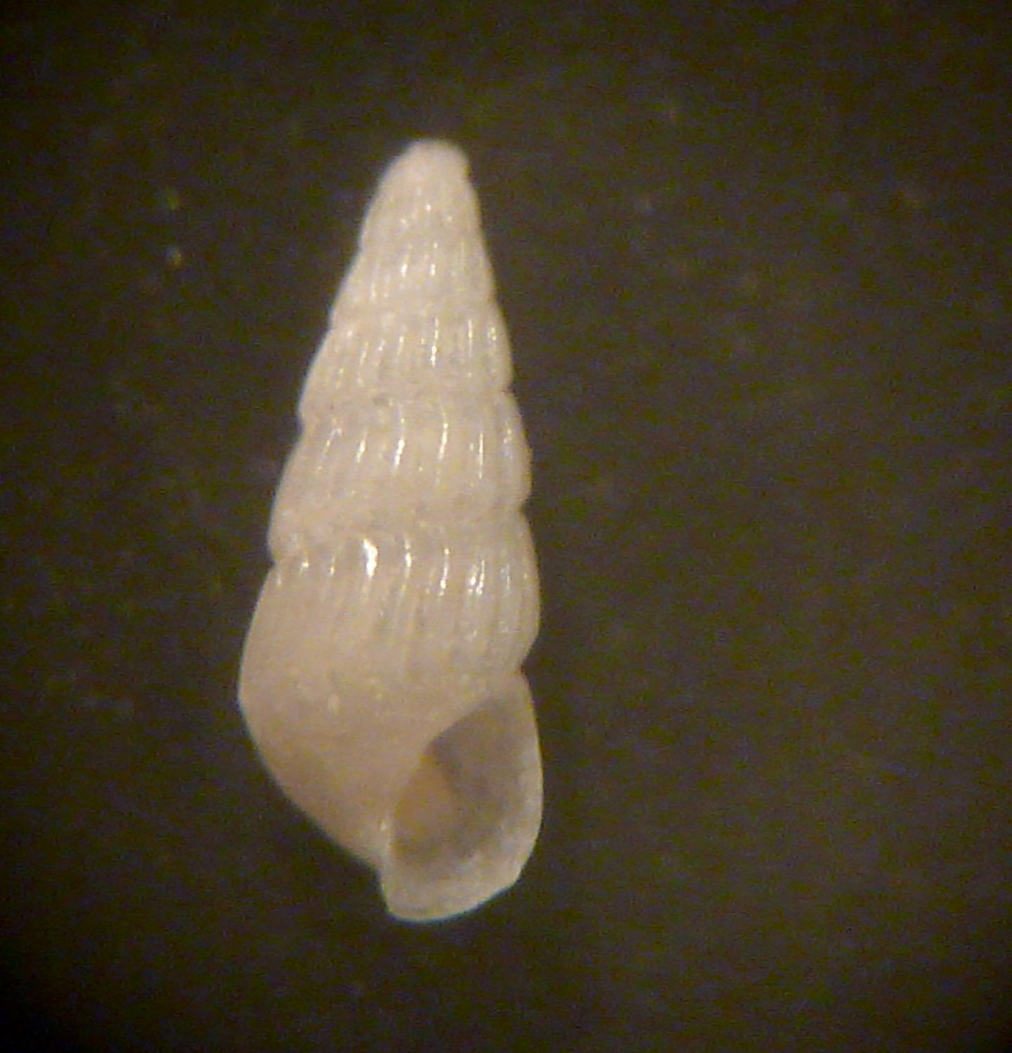 Parthenina interstincta? , Natura Mediterraneo | Forum Naturalistico