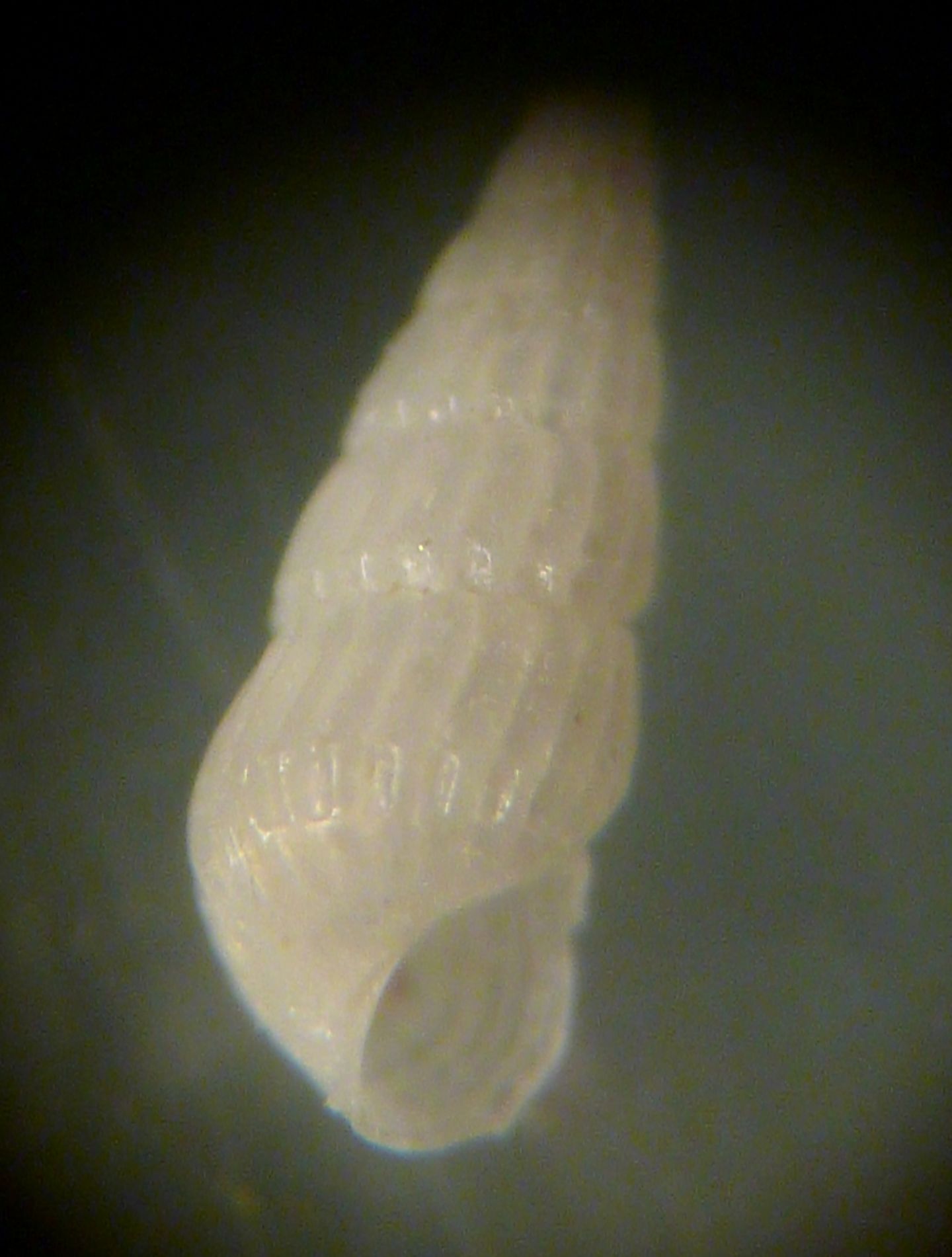 Parthenina interstincta? , Natura Mediterraneo | Forum Naturalistico