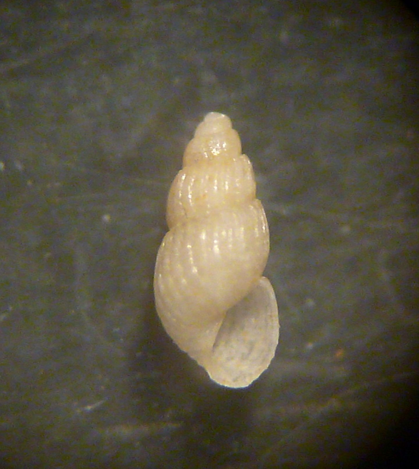 Parthenina da determinare , Natura Mediterraneo | Forum Naturalistico