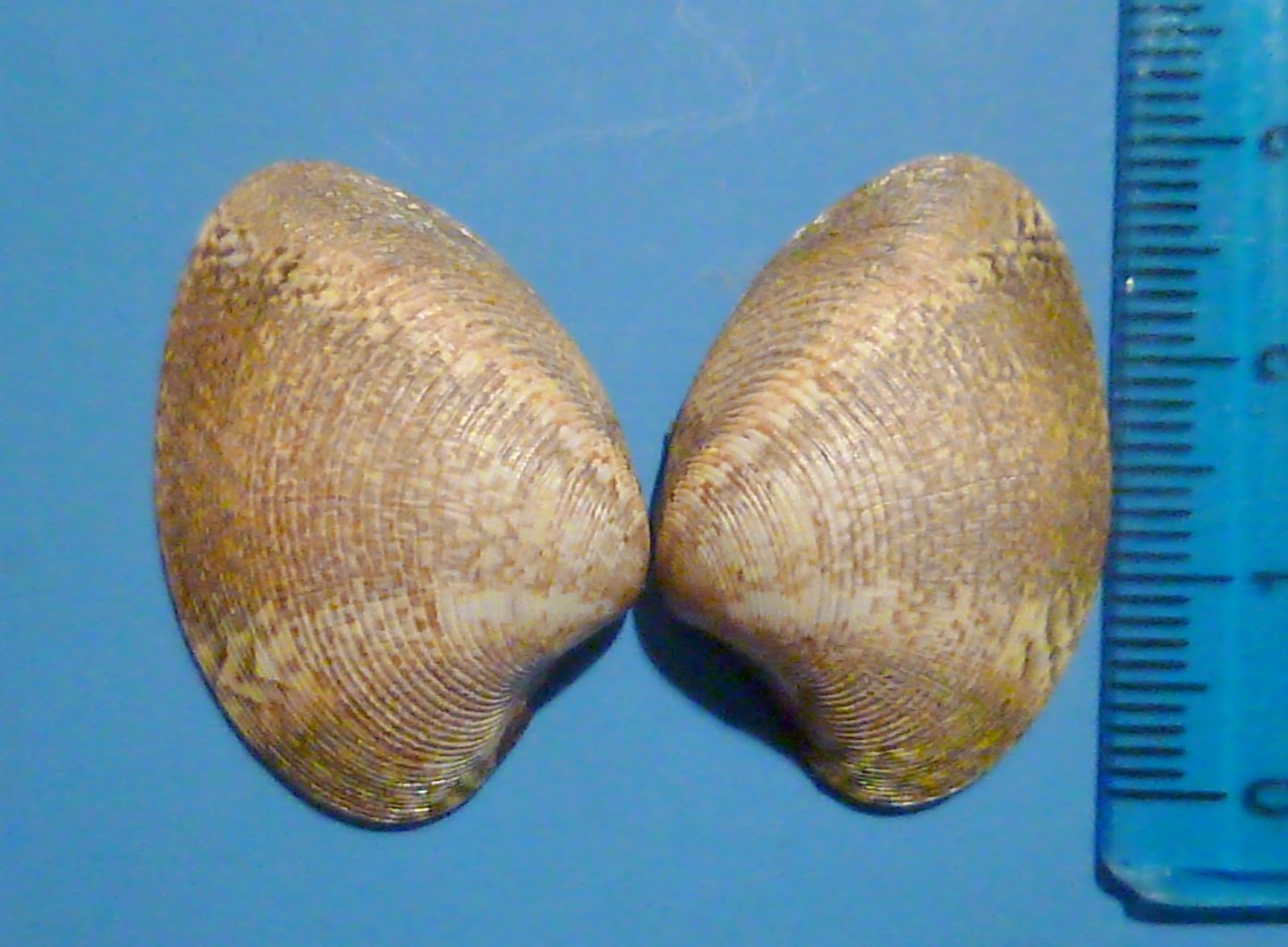 Venerupis? , Natura Mediterraneo | Forum Naturalistico