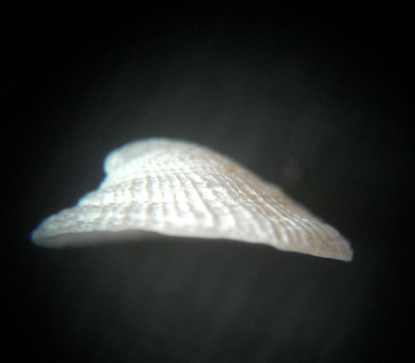 Propilidium exiguum? , Natura Mediterraneo | Forum Naturalistico