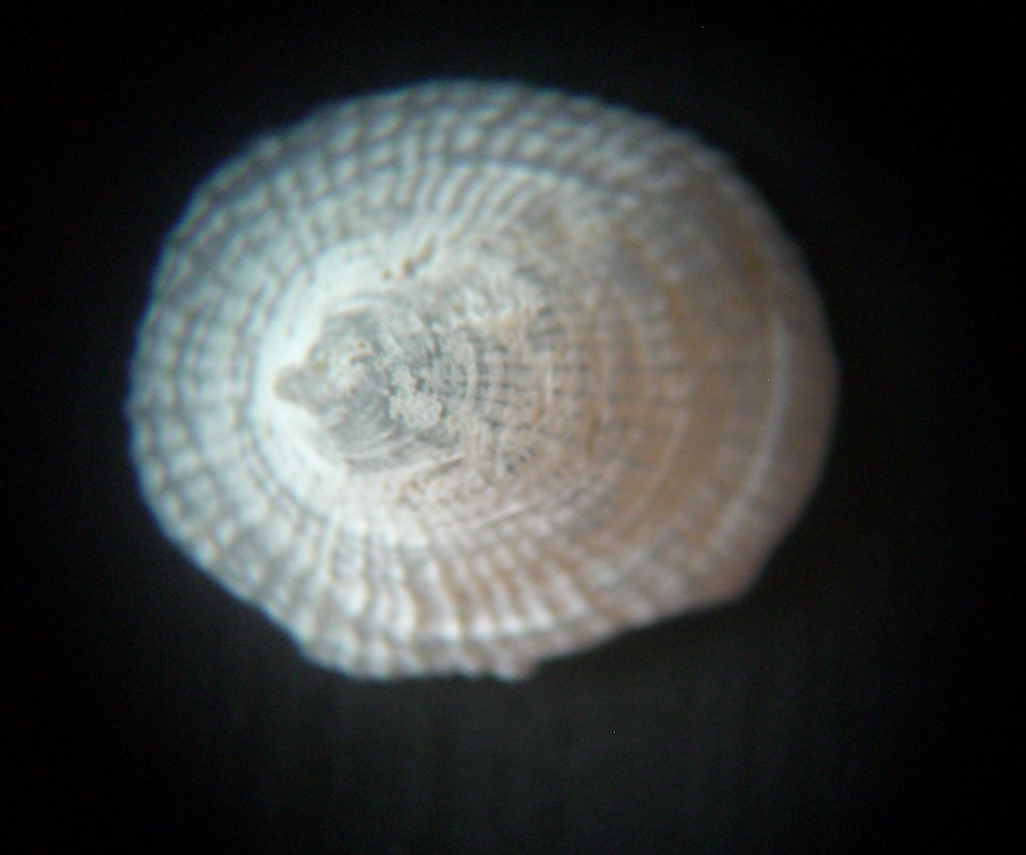 Propilidium exiguum? , Natura Mediterraneo | Forum Naturalistico