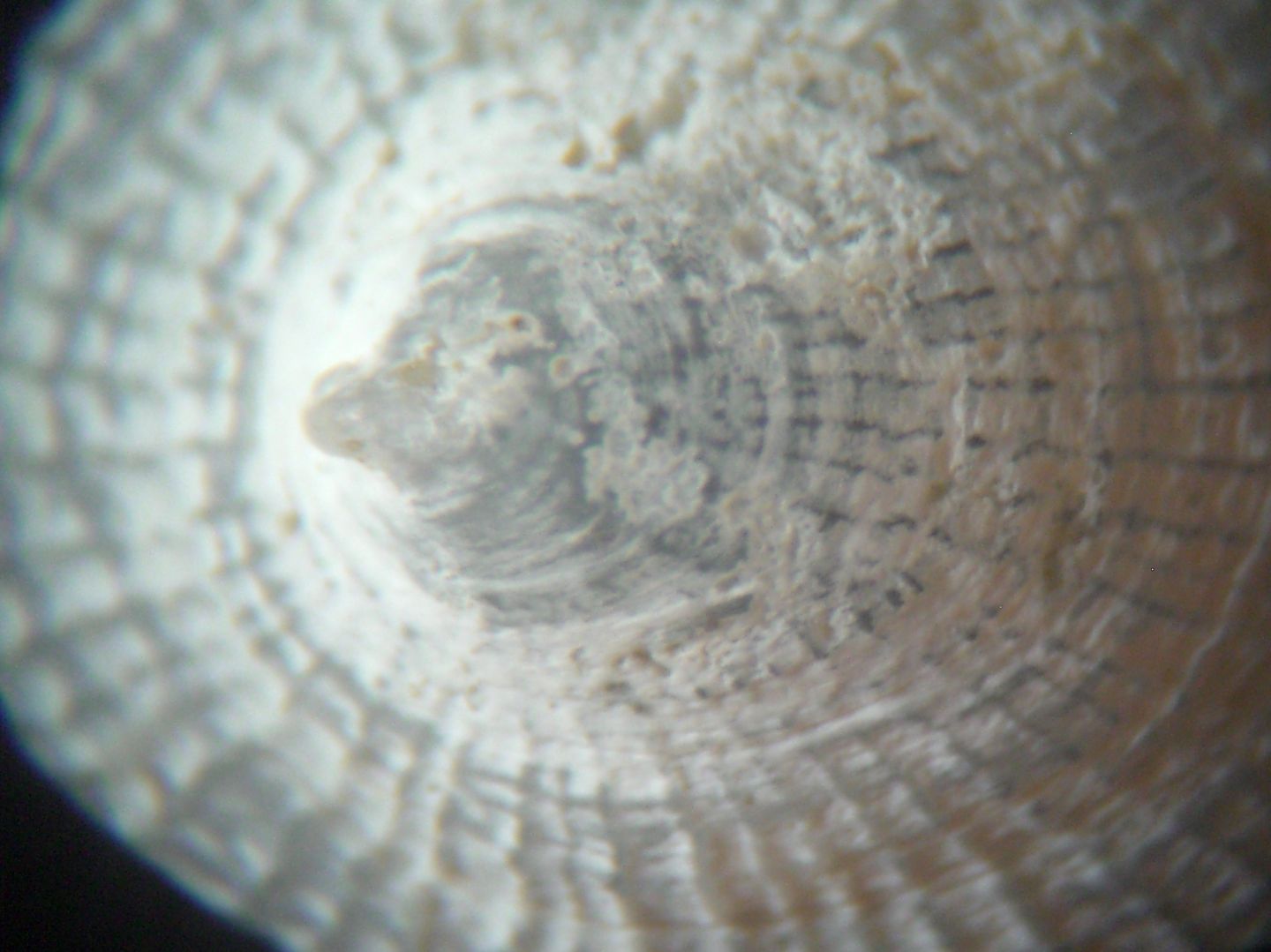 Propilidium exiguum? , Natura Mediterraneo | Forum Naturalistico