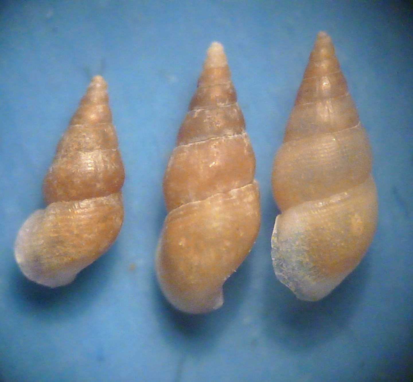 Rissoa.... , Natura Mediterraneo | Forum Naturalistico