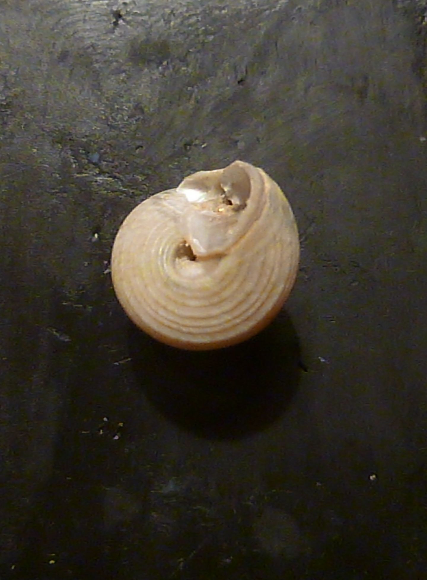 Gibbula adriatica? , Natura Mediterraneo | Forum Naturalistico