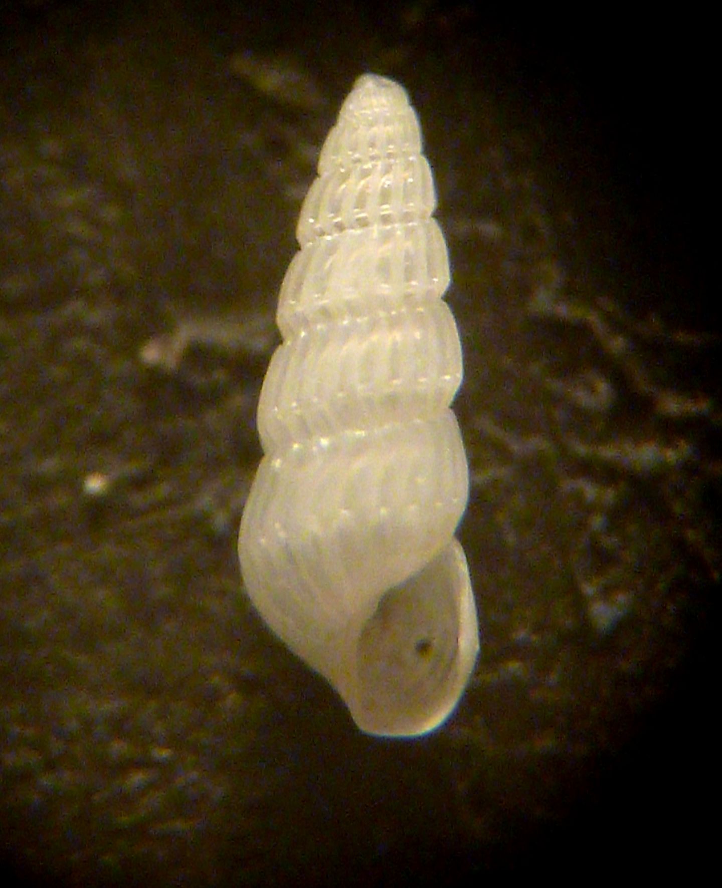 Parthenina da determinare , Natura Mediterraneo | Forum Naturalistico