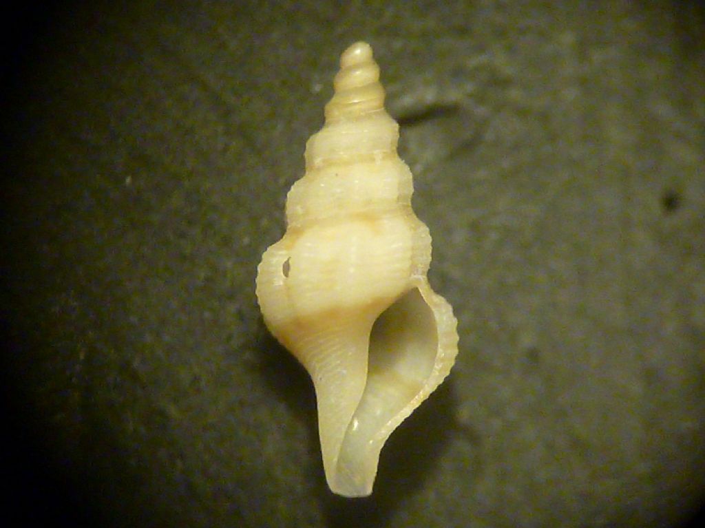 Fusinus da determinare , Natura Mediterraneo | Forum Naturalistico