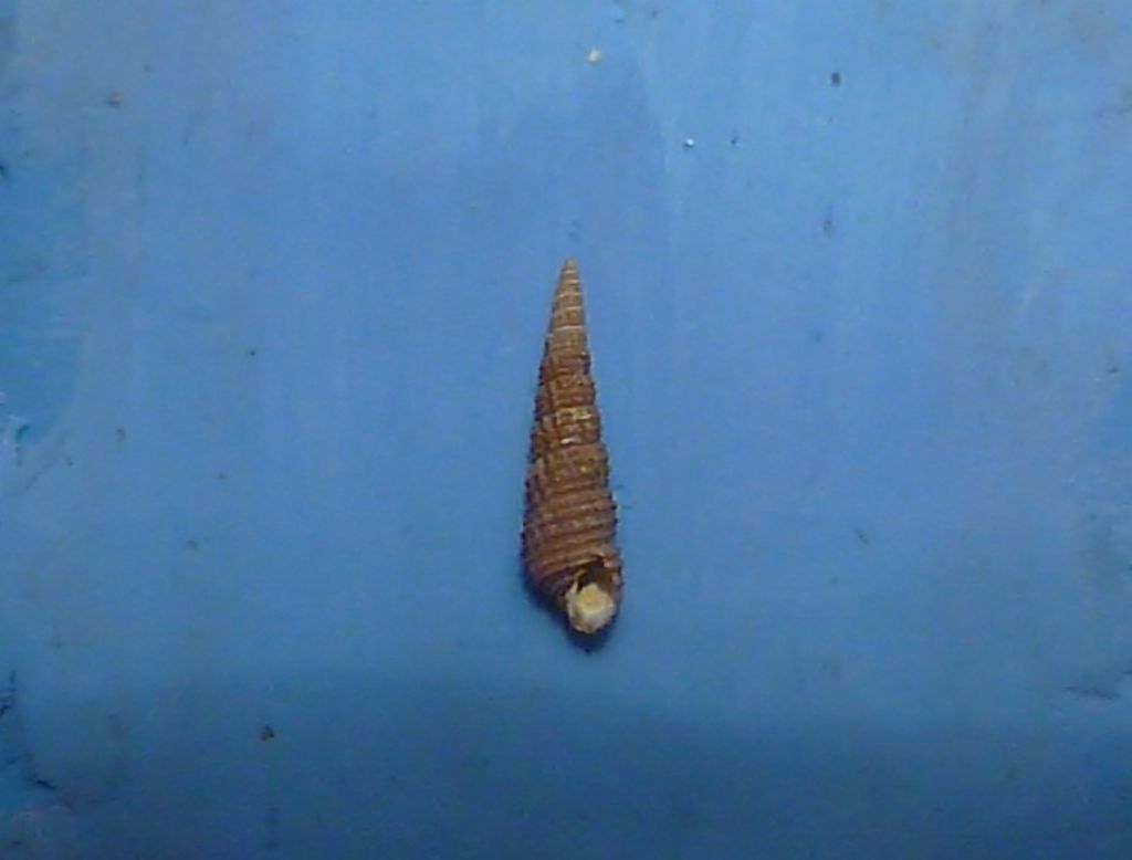 Bittium 2 , Natura Mediterraneo | Forum Naturalistico