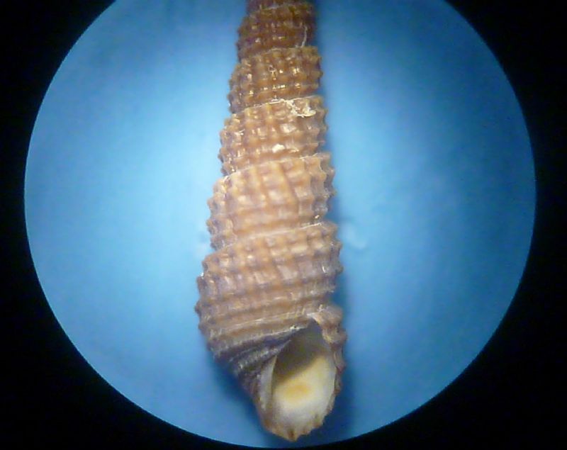 Bittium 2 , Natura Mediterraneo | Forum Naturalistico