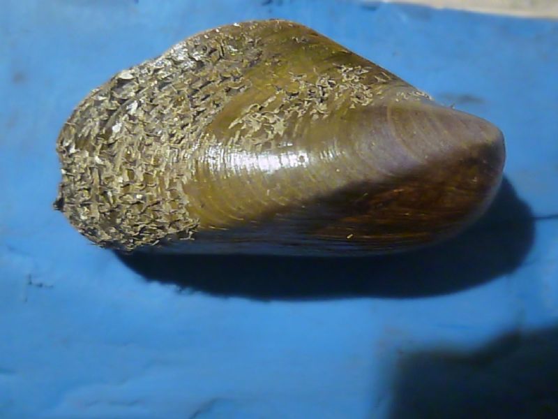 Modiolus barbatus? , Natura Mediterraneo | Forum Naturalistico