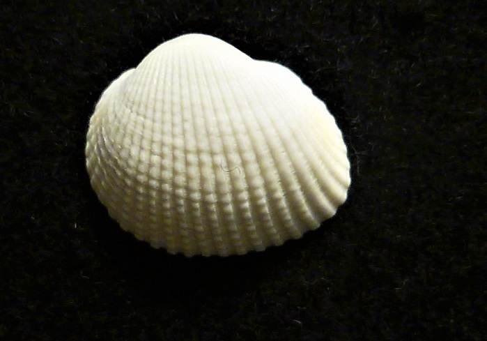 Anadara corbuloides? , Natura Mediterraneo | Forum Naturalistico