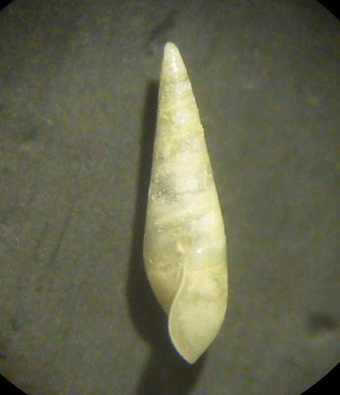 Melanella? , Natura Mediterraneo | Forum Naturalistico