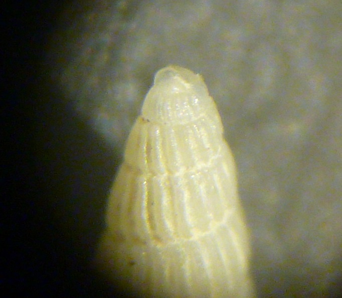 Parthenina da determinare , Natura Mediterraneo | Forum Naturalistico