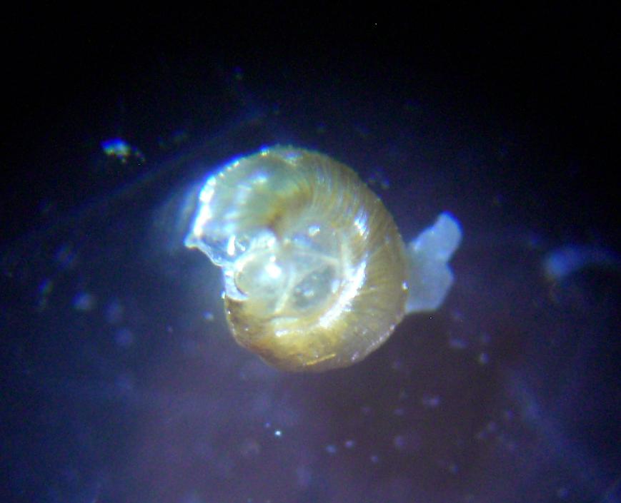 gasteropode? , Natura Mediterraneo | Forum Naturalistico