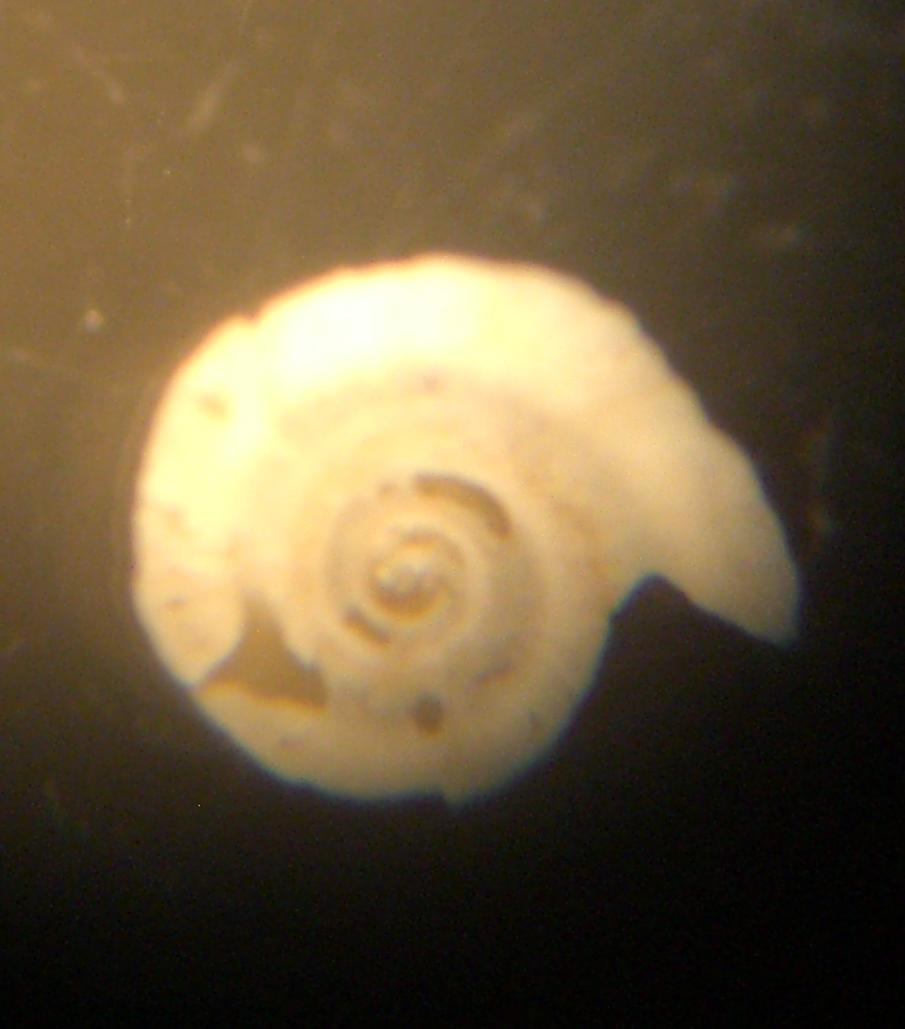 circulus? , Natura Mediterraneo | Forum Naturalistico