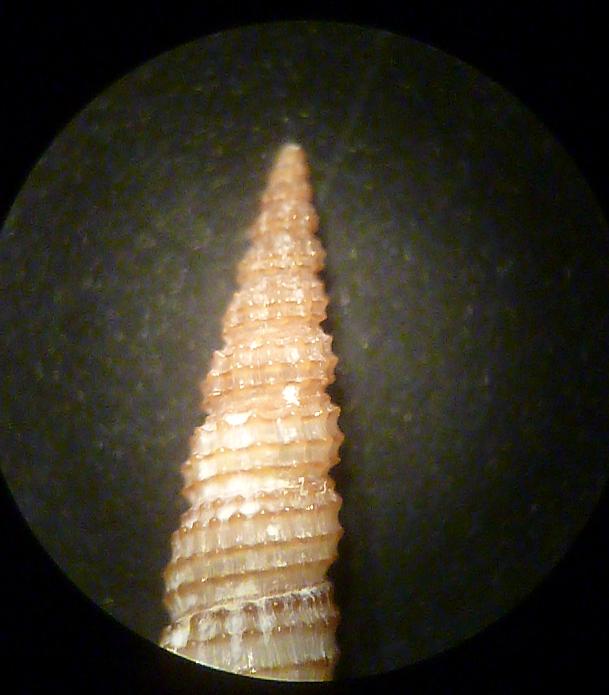 Bittium reticulatum? , Natura Mediterraneo | Forum Naturalistico