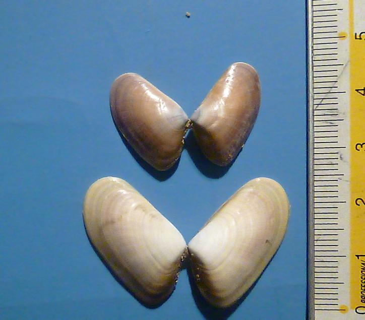 Donax trunculus? , Natura Mediterraneo | Forum Naturalistico