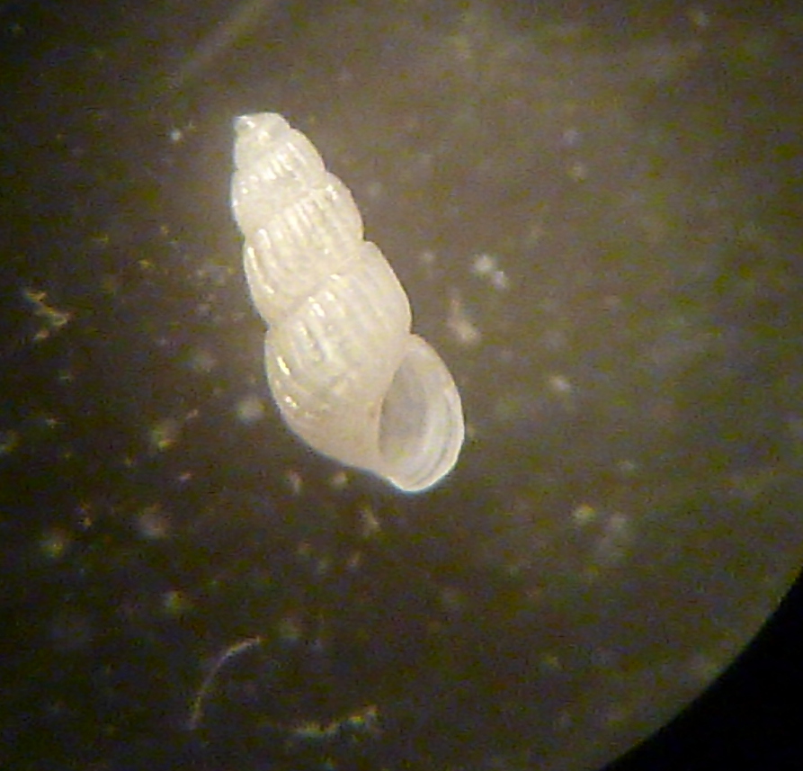 Parthenina , Natura Mediterraneo | Forum Naturalistico