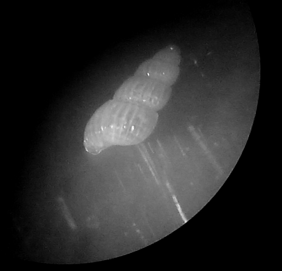 Parthenina , Natura Mediterraneo | Forum Naturalistico