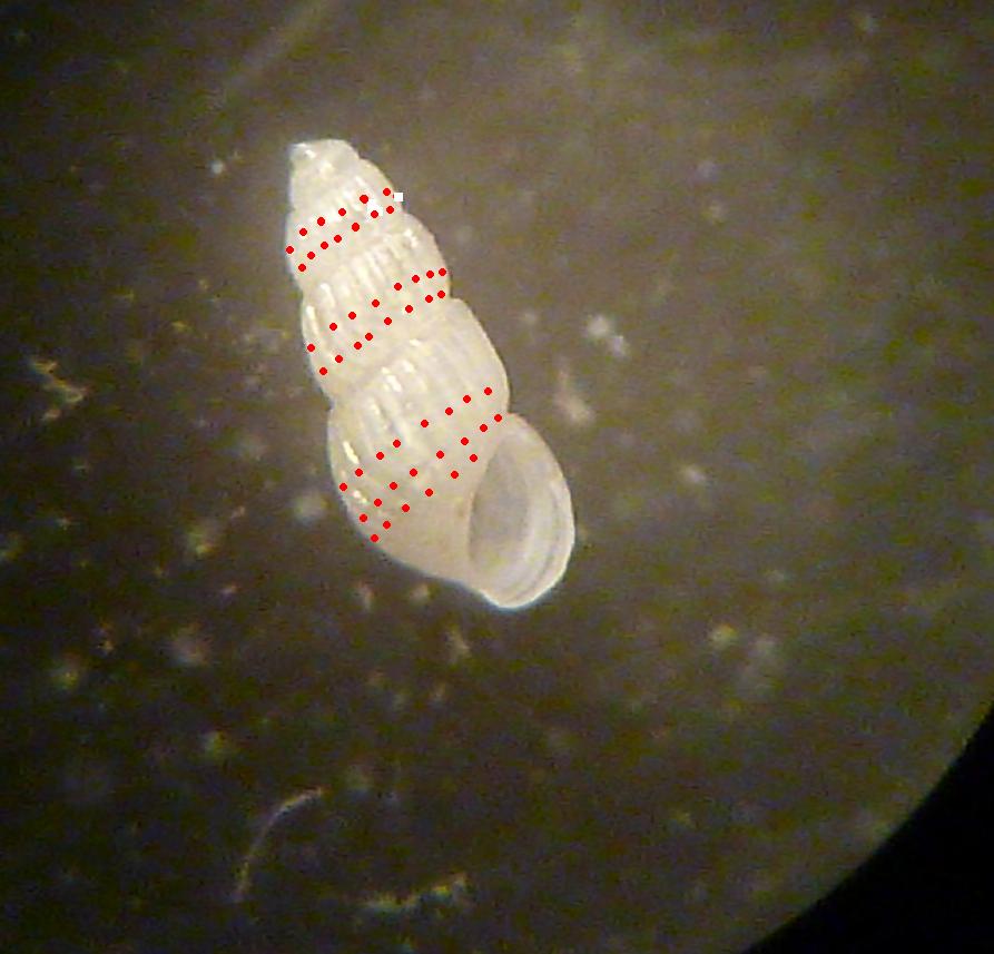 Parthenina , Natura Mediterraneo | Forum Naturalistico