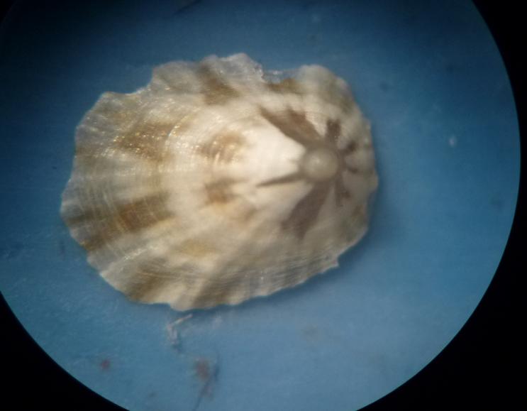 Patella juv.? , Natura Mediterraneo | Forum Naturalistico