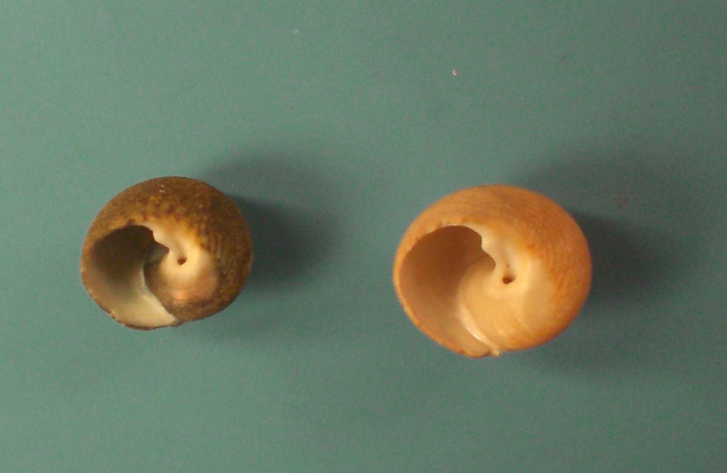 Phorcus mutabilis? , Natura Mediterraneo | Forum Naturalistico