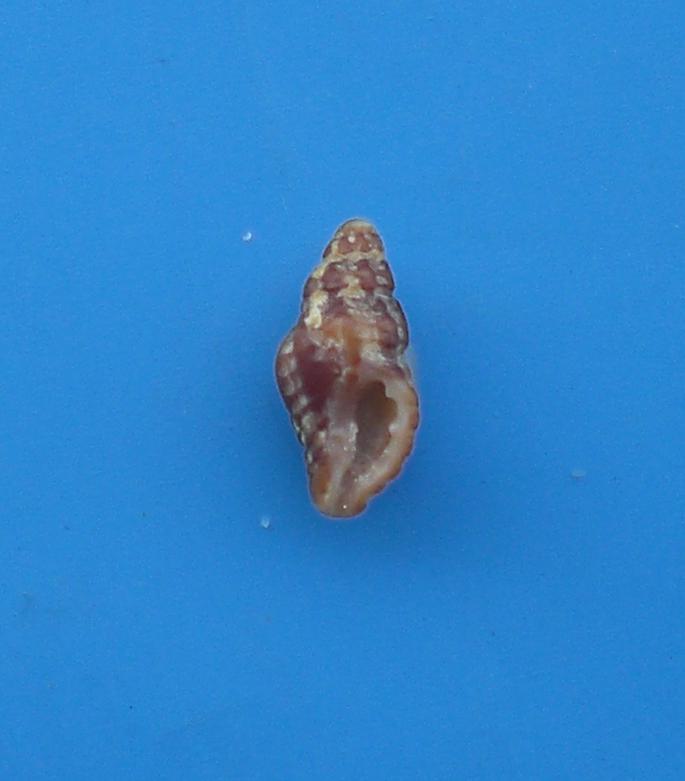 polllia? , Natura Mediterraneo | Forum Naturalistico