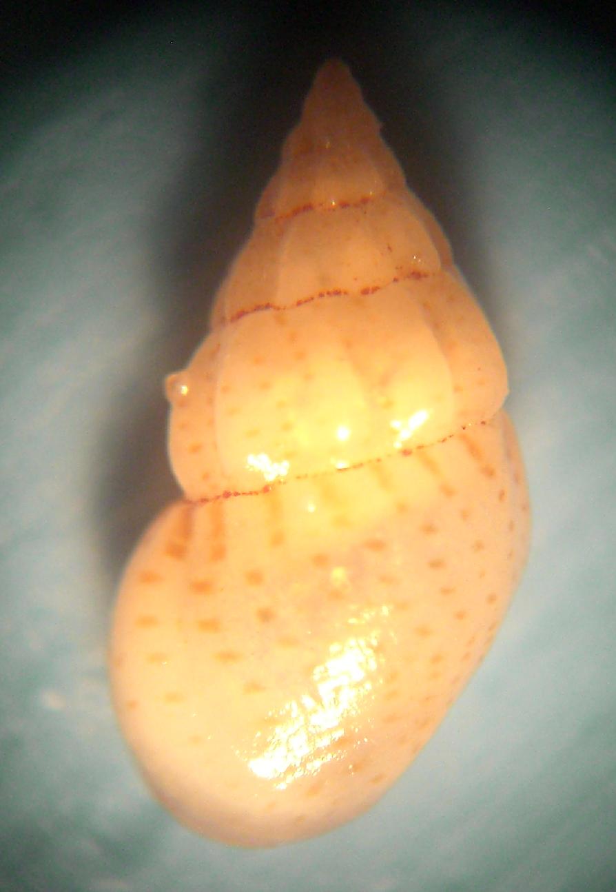 Rissoa splendida? , Natura Mediterraneo | Forum Naturalistico